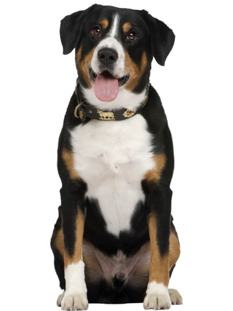 Best Veterinary Hospital In Stuart, FL | All Creatures Animal Hospital