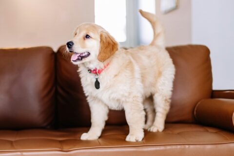 Best Veterinary Hospital In Stuart, FL | All Creatures Animal Hospital