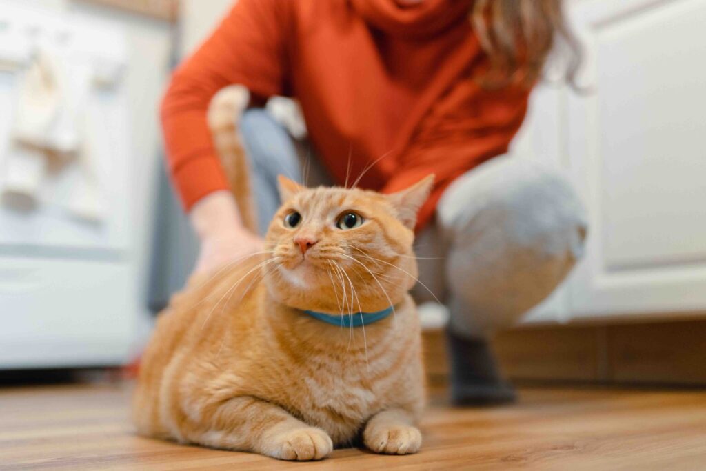 New Patient Form | All Creatures Animal Hospital