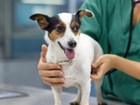 Stuart, FL Veterinary Services | All Creatures Animal Hospital