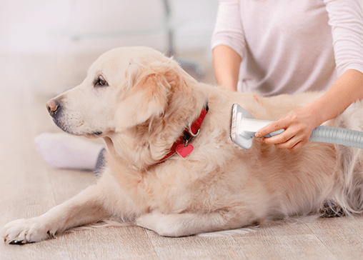 Pet Grooming In Stuart, FL | All Creatures Animal Hospital