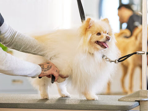 Stuart, FL Veterinary Services | All Creatures Animal Hospital