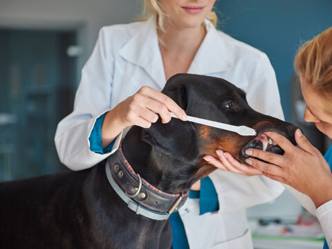 Stuart, FL Veterinary Services | All Creatures Animal Hospital