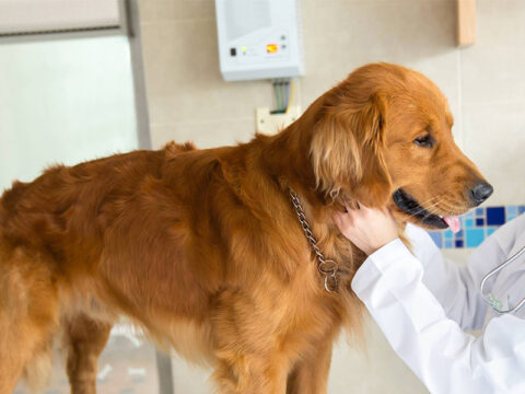 Stuart, FL Veterinary Services | All Creatures Animal Hospital
