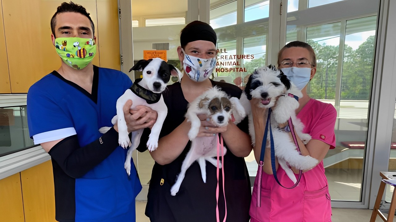 Veterinarian In Stuart, FL | All Creatures Animal Hospital